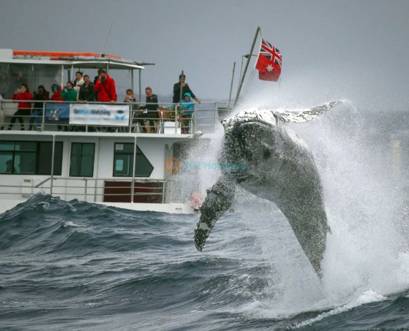 Sydney Harbour Whale Watching Tour Ticket - JTR Holidays