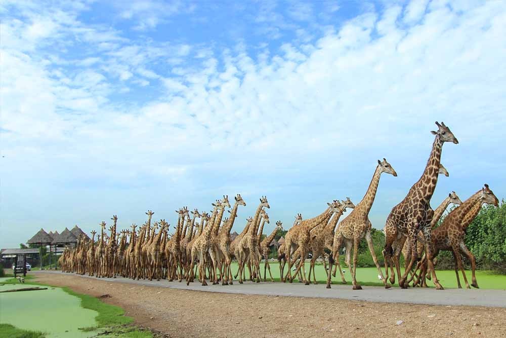 Safari World Bangkok - Book Online Safari World Bangkok Tickets - JTR ...