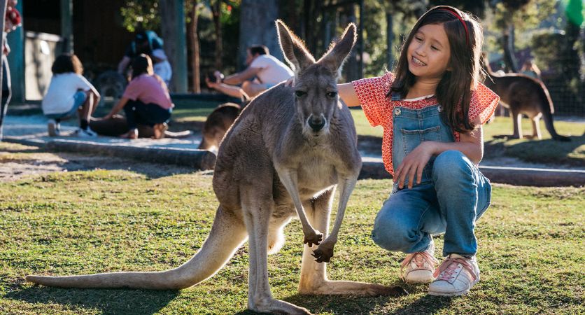 Paradise Country Farm Gold Coast | Authentic Australian Farm Experience ...