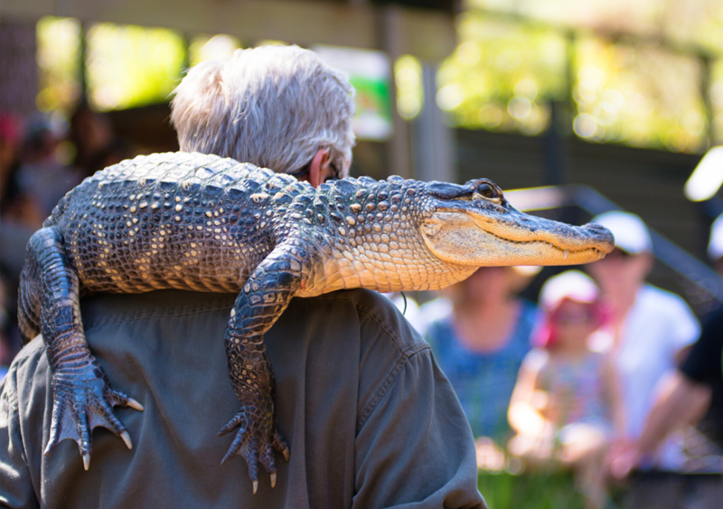 Australian Reptile Park - Wildlife Adventures - JTR Holidays