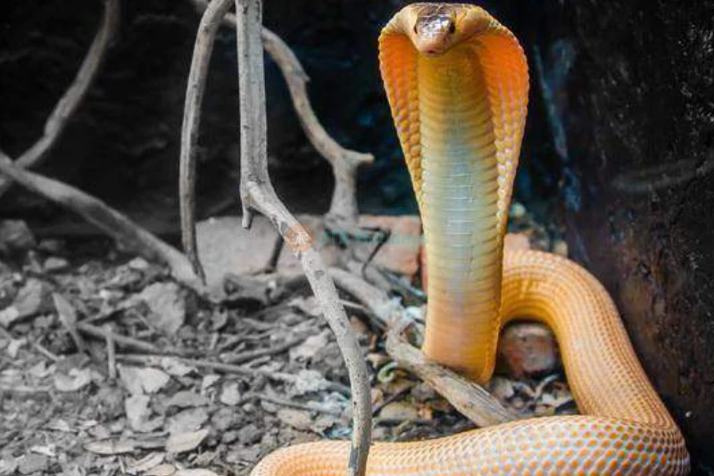 Monster Aquarium Pattaya – Explore Aquatic and Exotic Animals in ...