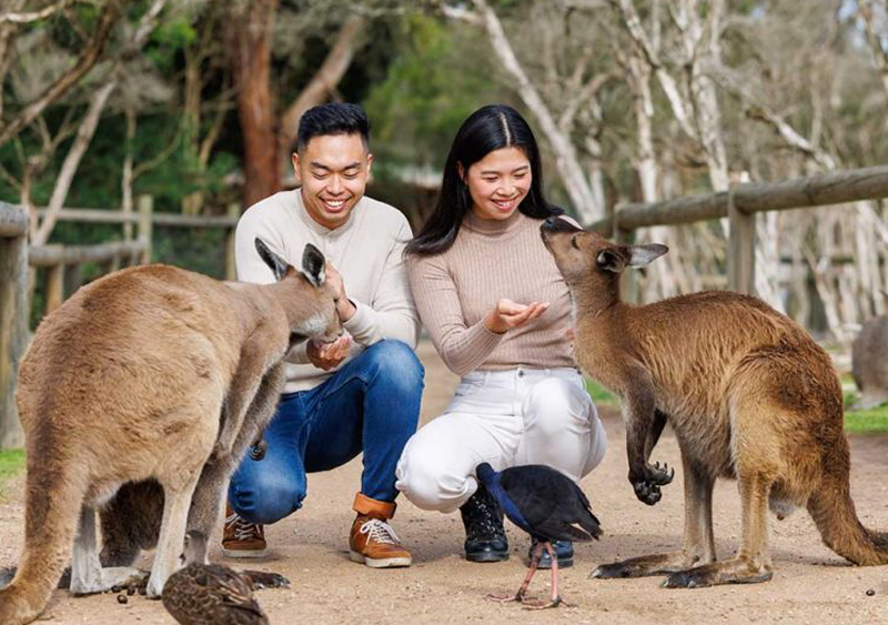 Moonlit Sanctuary Wildlife Park – Discover Australian Animals & Night ...