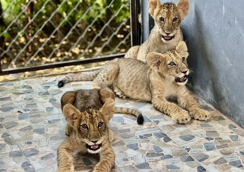 Lion Land Phuket - Thailand's First Lion Zoo & Unforgettable Wildlife ...