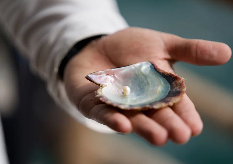 Suwaidi Pearls Farm Experience | Discover Arabian Pearls, History ...