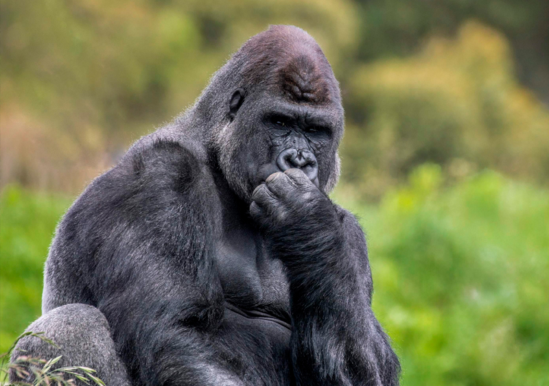 Orana Wildlife Park - New Zealand’s Top Wildlife Experience - JTR Holidays