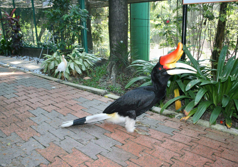 KL Bird Park - A Paradise for Bird Lovers in Kuala Lumpur - JTR Holidays