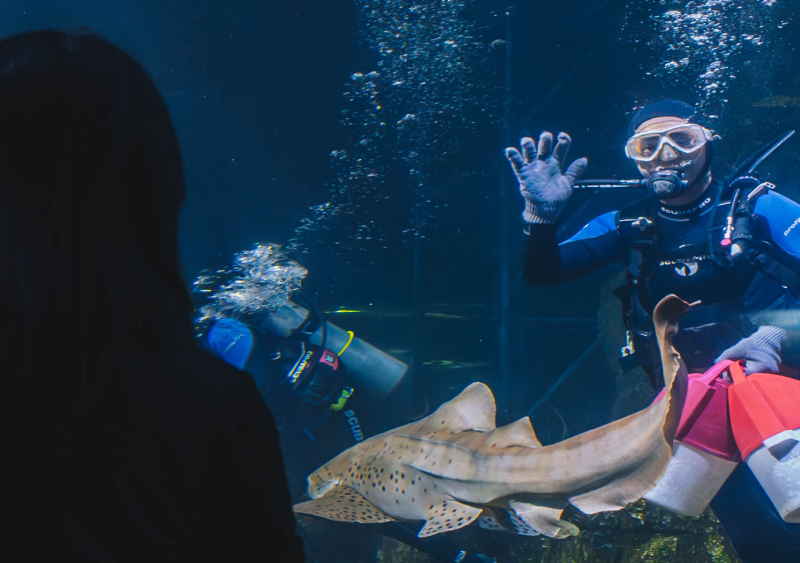 Aquarium of Guam: Explore Majestic Marine Life and Ocean Wonders- JTR ...