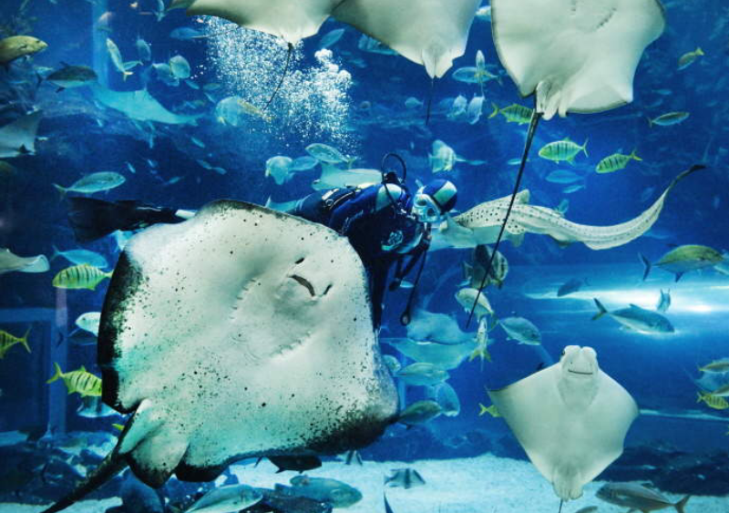 Aqua Planet Ilsan - Explore Underwater Wonders & Unique Marine Life ...