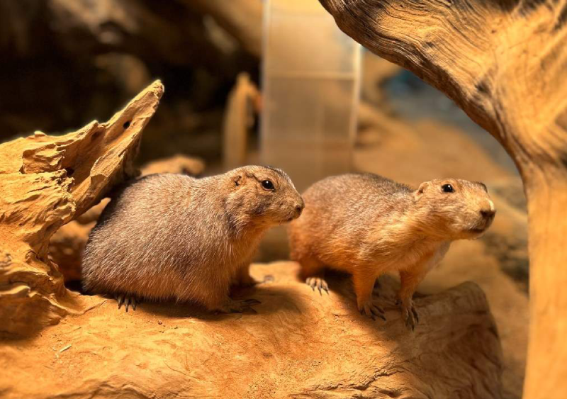 SeenB Indoor Animal Park Gyeonggi - Unique Wildlife & Aqua Garden ...
