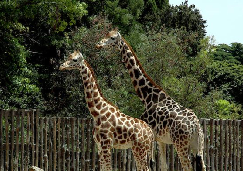 Bioparco di Roma | Visit Rome’s Famous Zoo in Villa Borghese - JTR Holidays